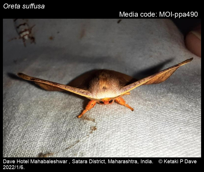 Oreta suffusa Walker, 1855 - | Moths